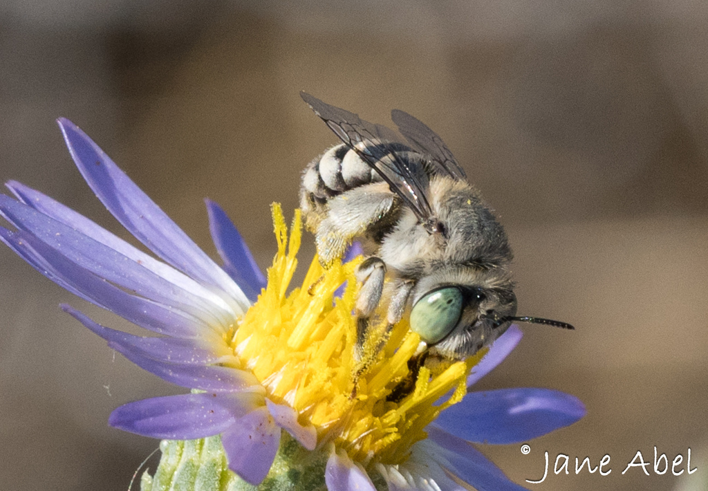 Anthophora curta from Richland, WA, USA on September 15, 2023 at 02:38 ...