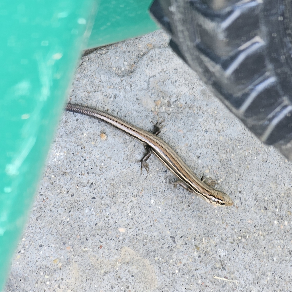 Prairie Skink from Grand Island, NE, USA on September 16, 2023 at 01:49 ...