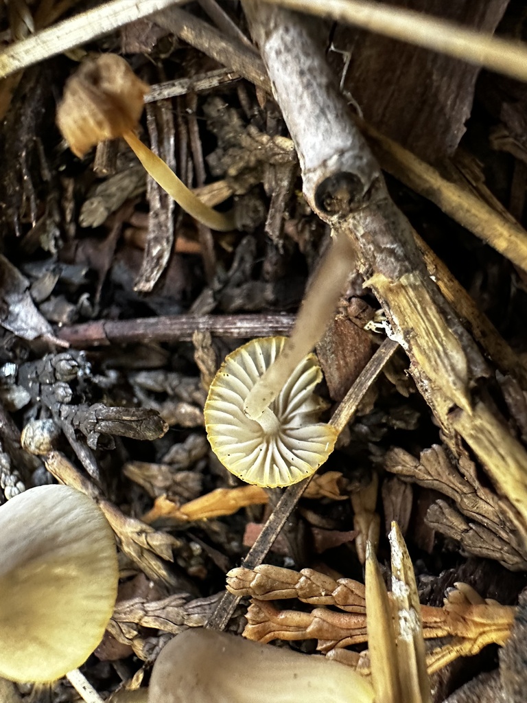 Bonnets in September 2023 by Aaron Tupac · iNaturalist