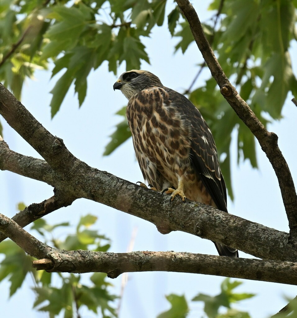 Mississippi Kite from Carondelet Park, St. Louis, MO, USA on August 12 ...