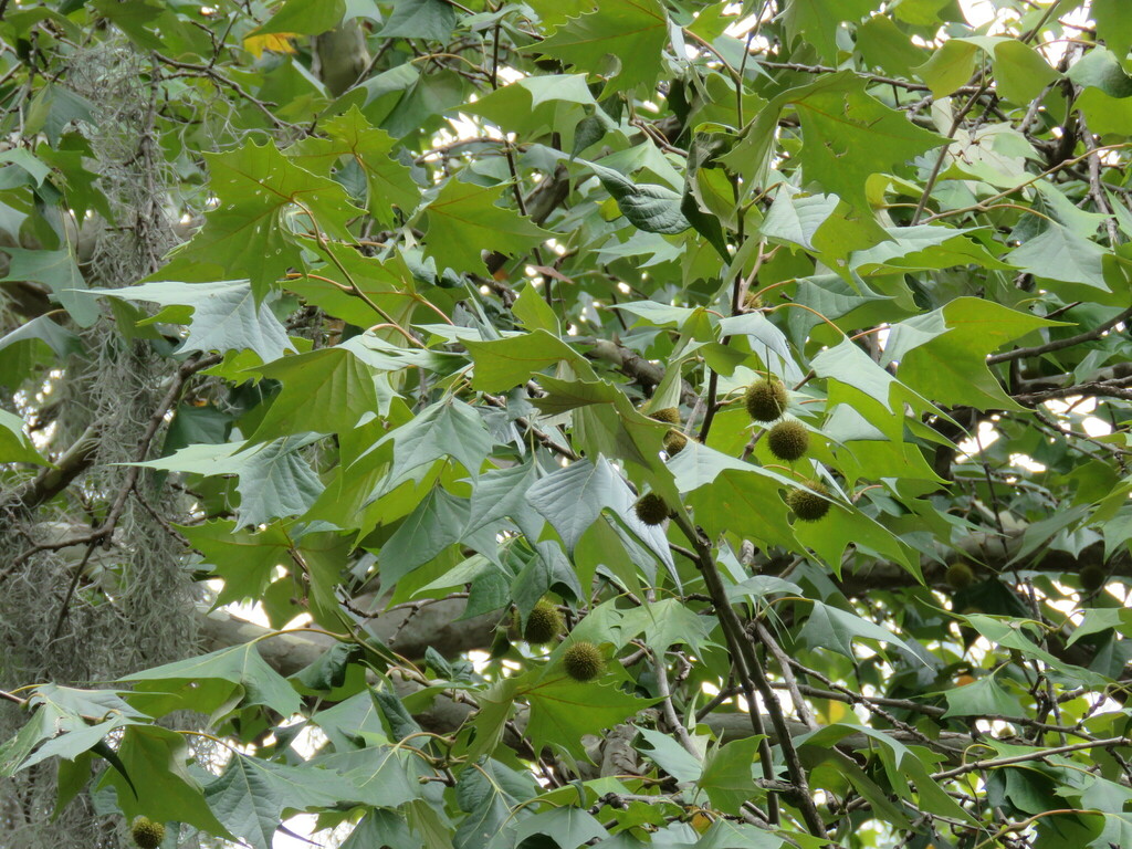 Mexican Sycamore from San Luis de la Paz, Gto., México on August 17 ...