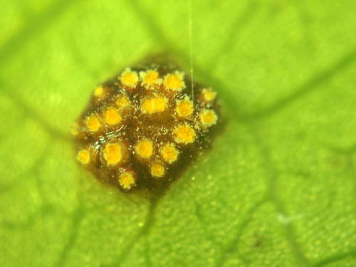 Uredo paederiae · iNaturalist