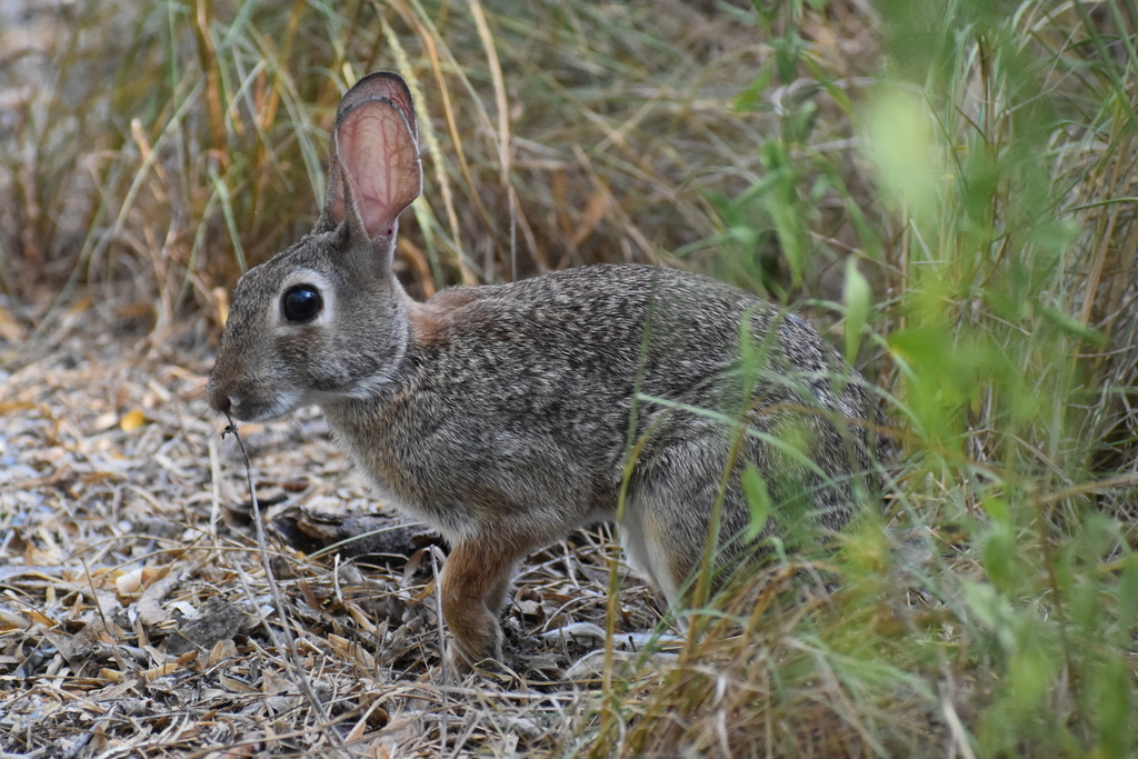 Eastern Cottontail from Harlingen, TX, USA on September 14, 2023 at 05: ...