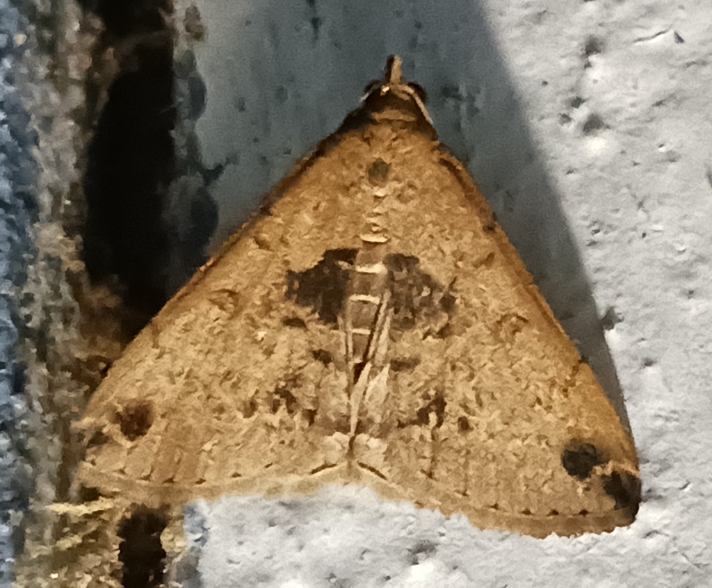 Underwing, Tiger, Tussock, and Allied Moths from Kausani, District ...