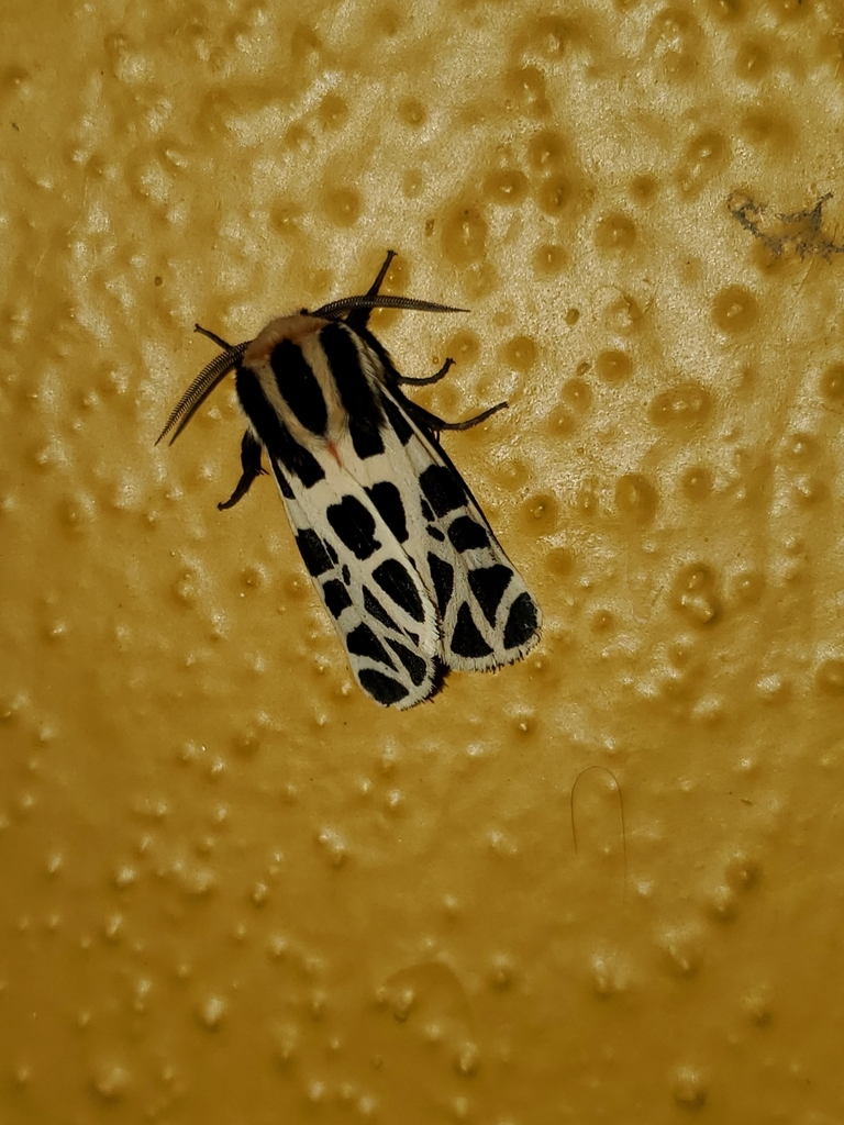 Mexican Tiger Moth from 58410 Mich., México on September 15, 2023 at 08 ...