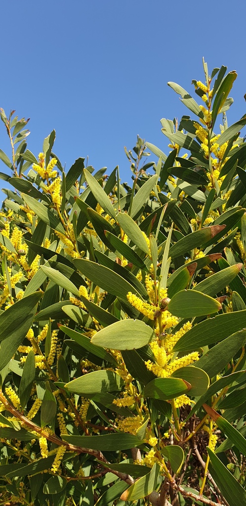 coastal wattle from Normanville Beach on September 17, 2023 at 01:18 PM ...