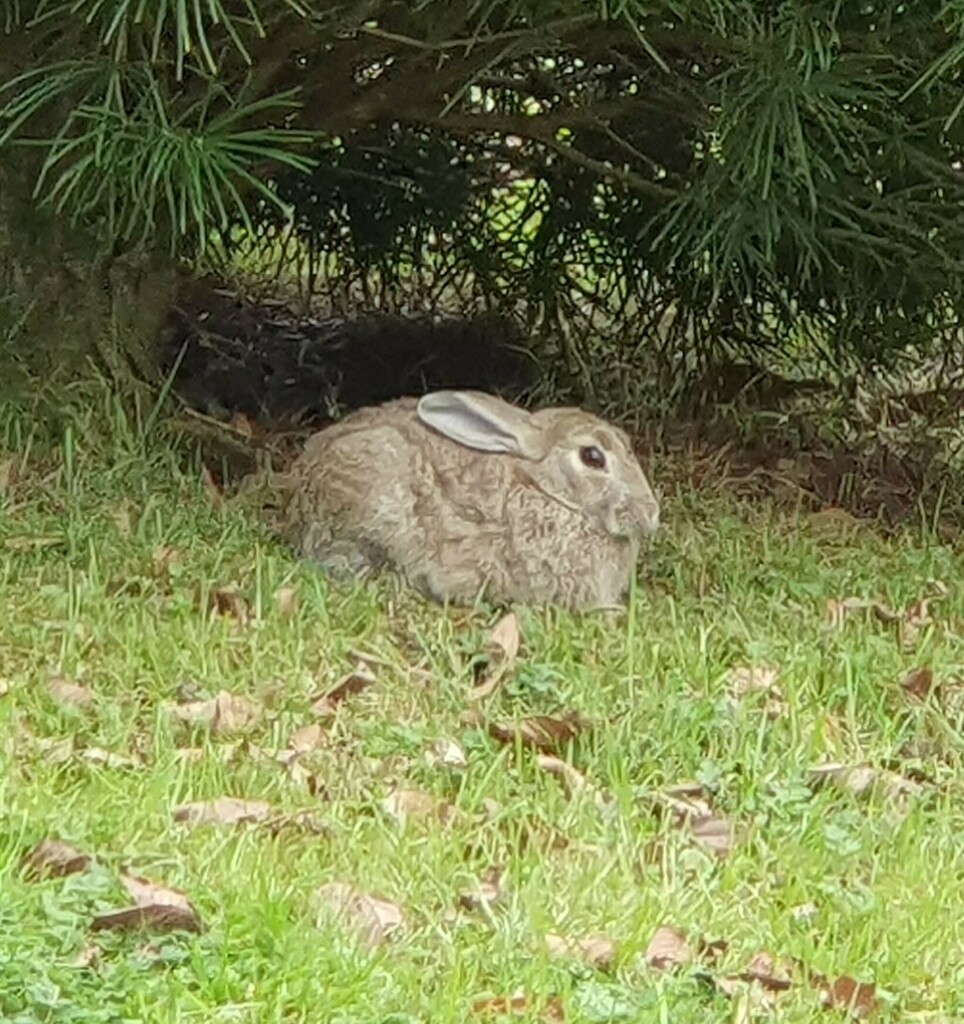 European Rabbit from Highlands Park, New Plymouth, New Zealand on ...