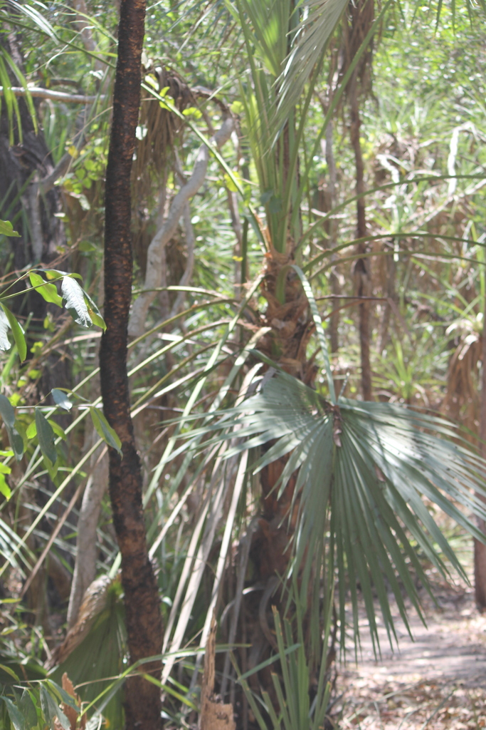 Coryphoideae from Mcminns Lagoon NT 0822, Australia on September 17 ...
