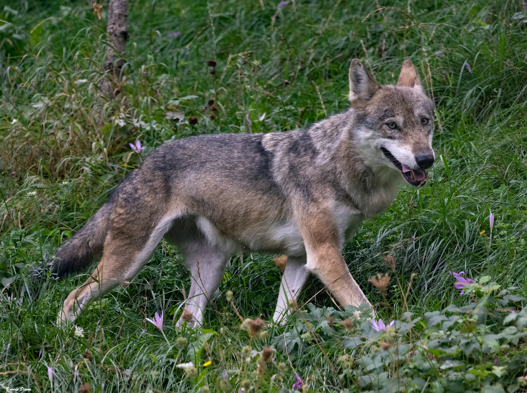 Gray Wolf in September 2023 by Davide Diana · iNaturalist
