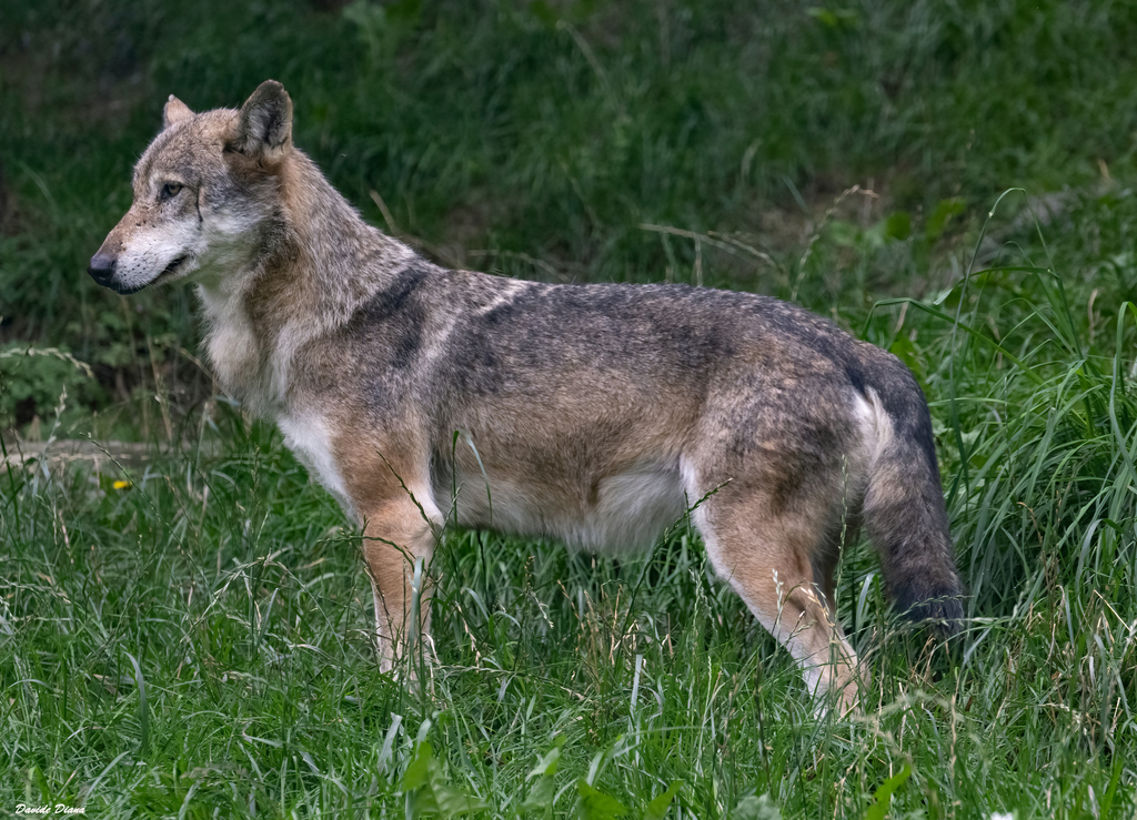Gray Wolf in September 2023 by Davide Diana · iNaturalist