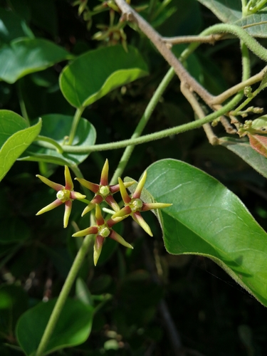 Tylophora cordata · iNaturalist Ecuador