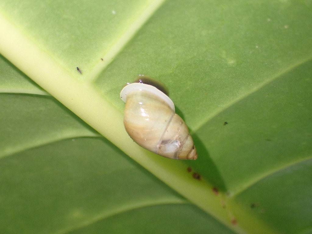 White Partula in September 2023 by Justin Gerlach · iNaturalist