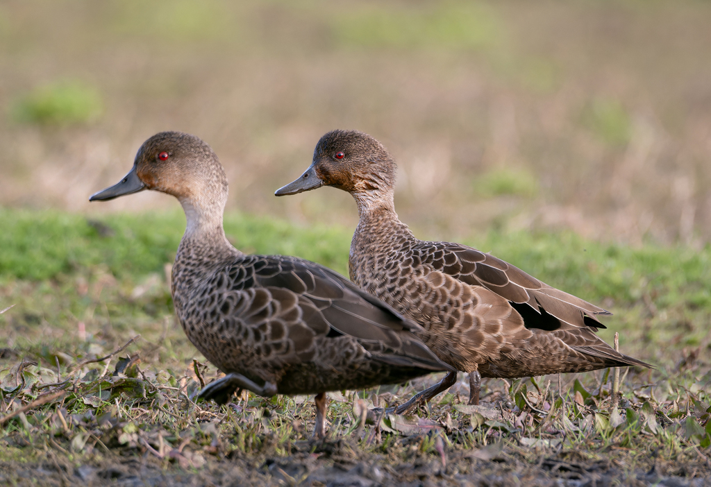 Grey Teal from Burwood, Christchurch, New Zealand on September 10, 2023 ...