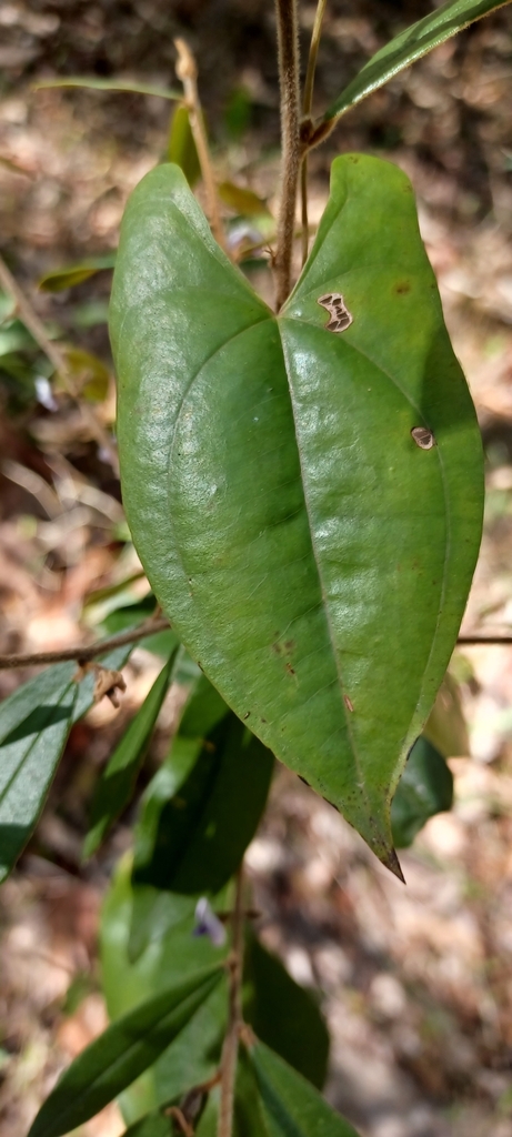 Common Yam Vine from Canvey Rd near Incline St, Upper Kedron QLD 4055, Australia on September 17 ...