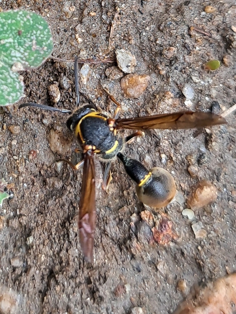 Eumenes labiatus flavoniger from Geochang-gun, Gyeongsangnam-do, South ...