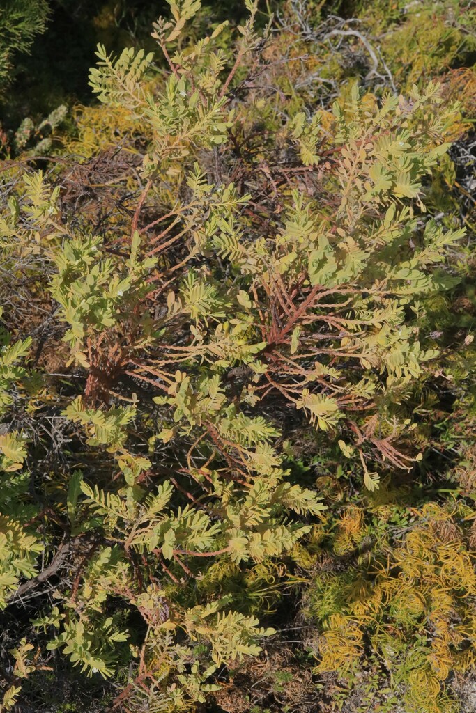 Olax angulata from Minnie Water NSW 2462, Australia on September 13 ...