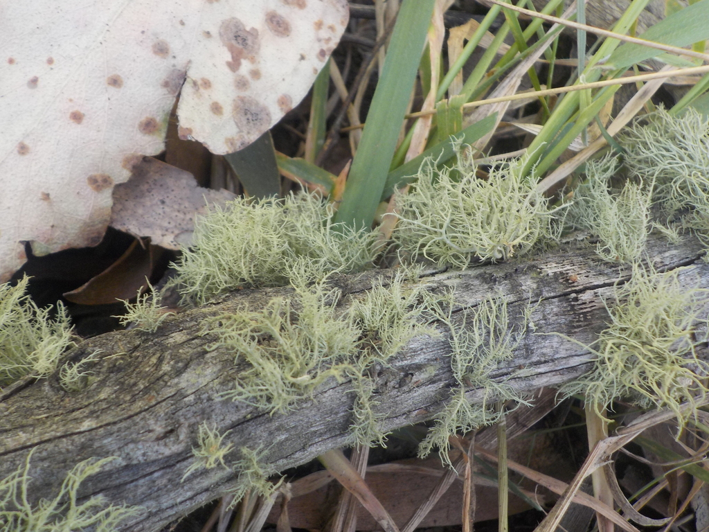 Bristly Beard Lichen from Melbourne VIC, Australia on September 17 ...
