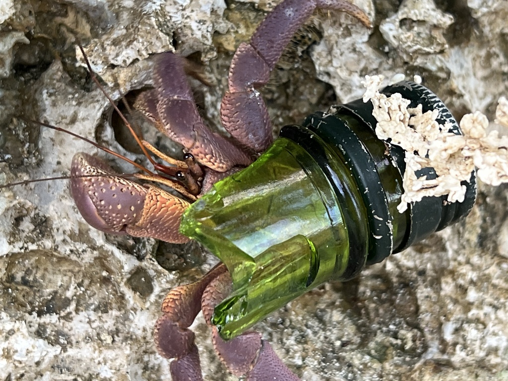 Indo Hermit Crab from Guam, Talofofo, Guam, US on September 17, 2023 at ...