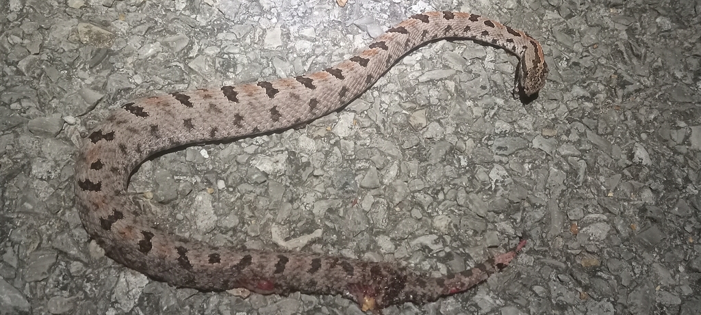 Western Pygmy Rattlesnake in September 2023 by Jason Puma. DOR ...