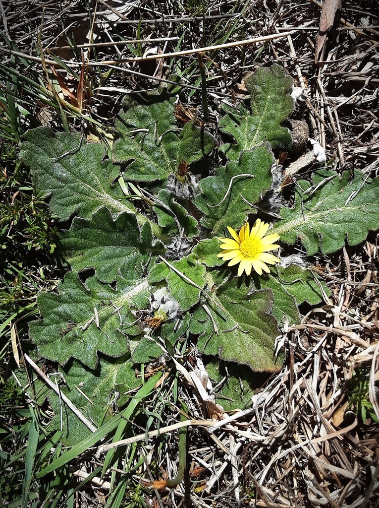 Austral bear’s-ears from Rydal NSW 2790, Australia on September 17 ...