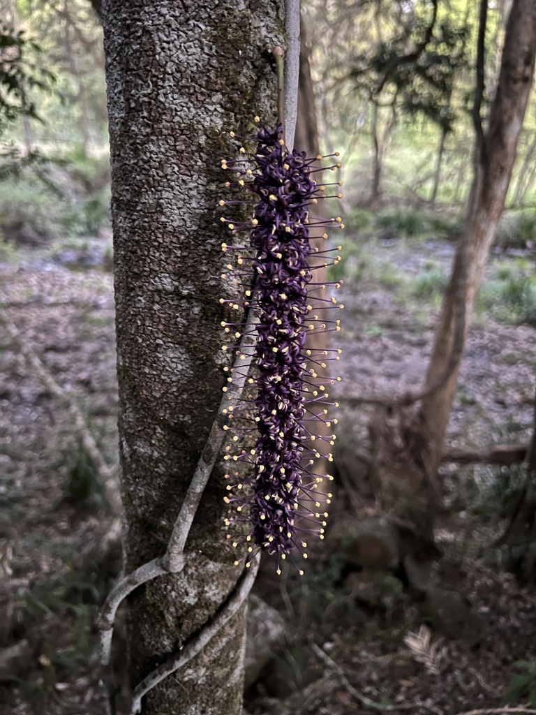 Red Bopple Nut in September 2023 by lockycooper1 · iNaturalist