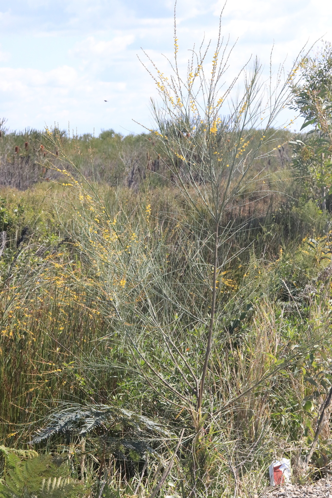 native broom from Diggers Camp NSW 2462, Australia on September 13 ...