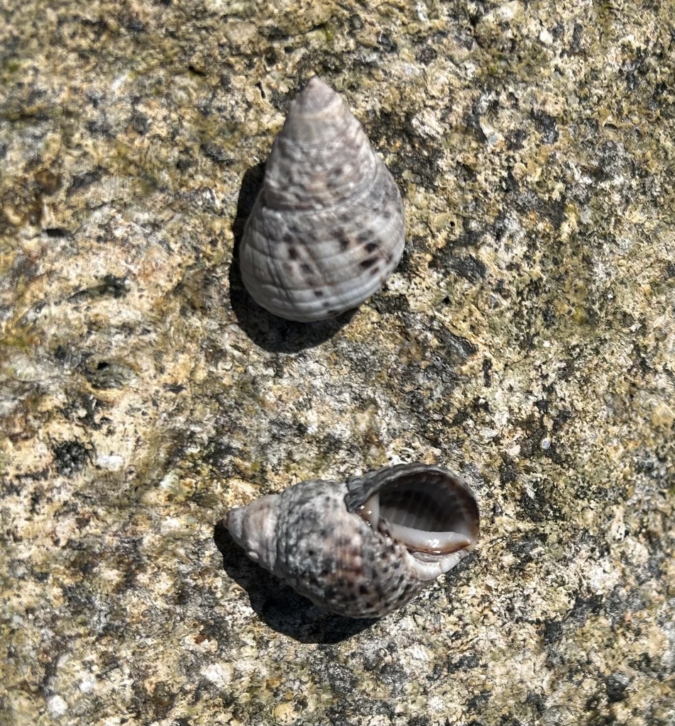 Tropical Periwinkle from Capricornia Cays National Park, Eurimbula, QLD ...