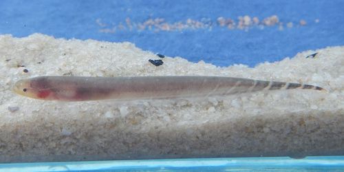 Coropina Knifefish (Gymnotus coropinae) · iNaturalist