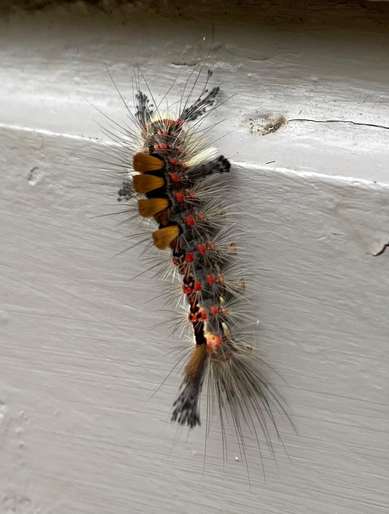 Rusty Tussock Moth from Square Sainte-Catherine, Bonsecours, Normandie ...