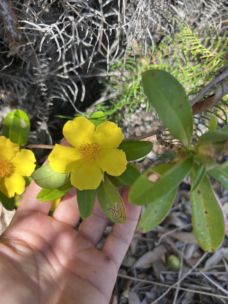 Climbing Guinea flower from Riverstone St, Ningi, QLD, AU on September 17, 2023 at 01:04 PM by ...