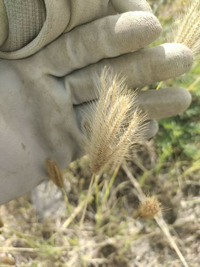feather finger grass from 中国山东省青岛市即墨区 on September 16, 2023 at 04:34 PM ...