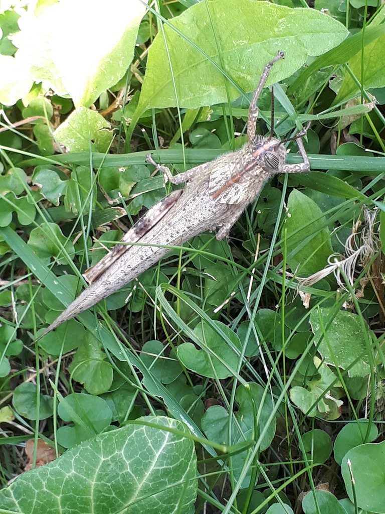 Egyptian Bird Grasshopper from 36054 Montebello Vicentino VI, Italia on ...