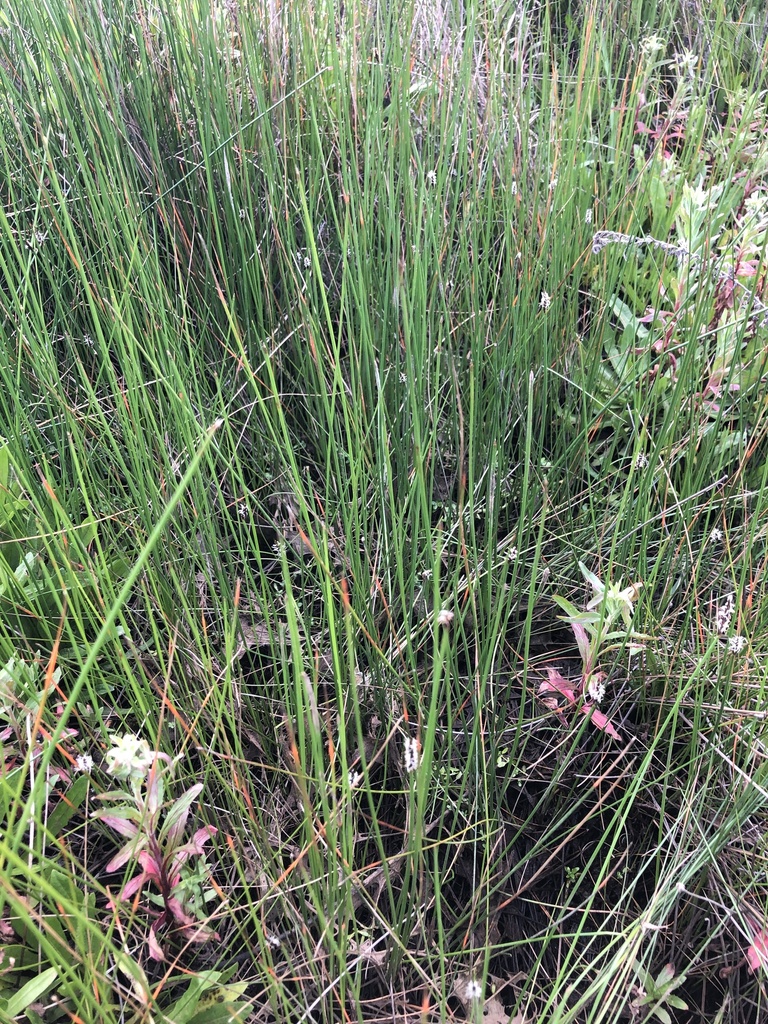 Sharp Spike Sedge from Joan Paton Conservation Park, Mount Compass, SA ...
