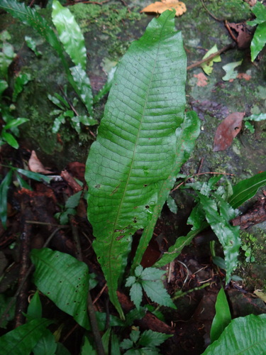 Leptochilus hemionitideus · iNaturalist United Kingdom
