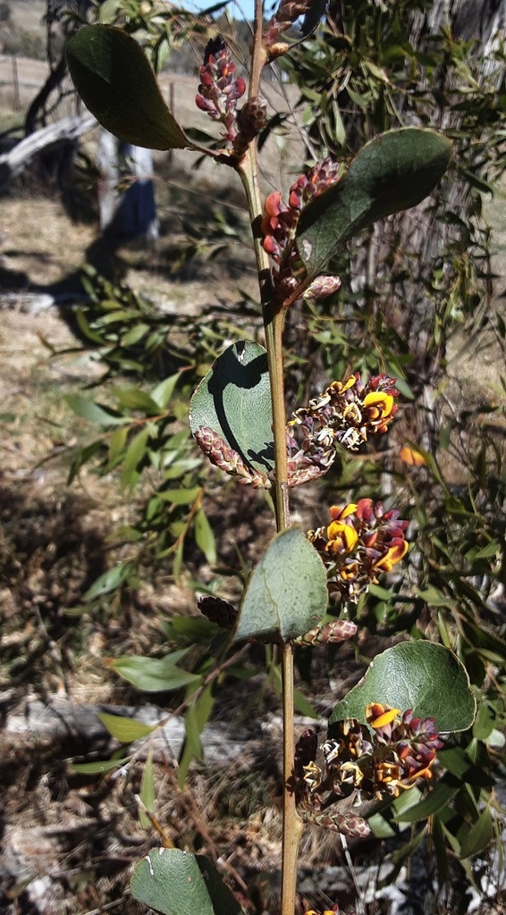 hop bitter-pea from Rydal NSW 2790, Australia on September 17, 2023 at ...