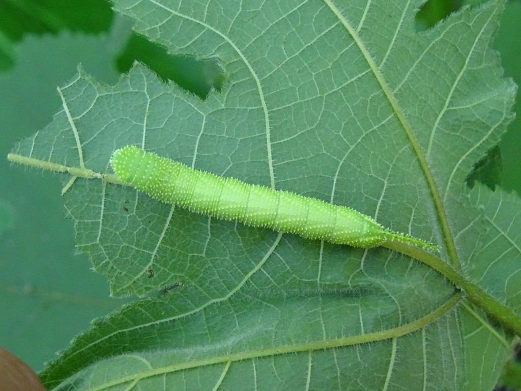Parum colligata from 台灣基隆市 on September 17, 2023 at 08:20 AM by 李成華 ...