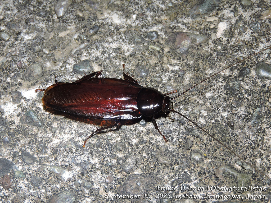 Smoky Brown Cockroach from Godo, Isehara, Kanagawa 259-1138, Japão on ...