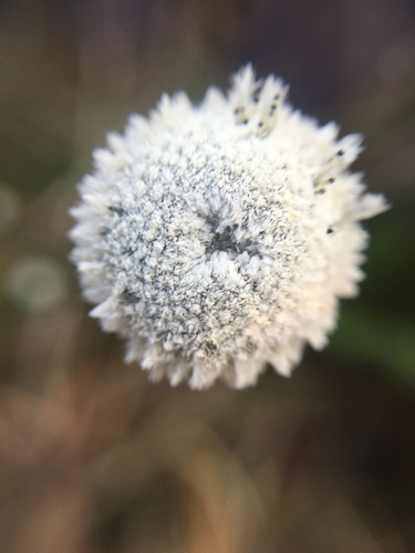 Lachnocaulon beyrichianum (Plants (part I) of Archbold Biological ...