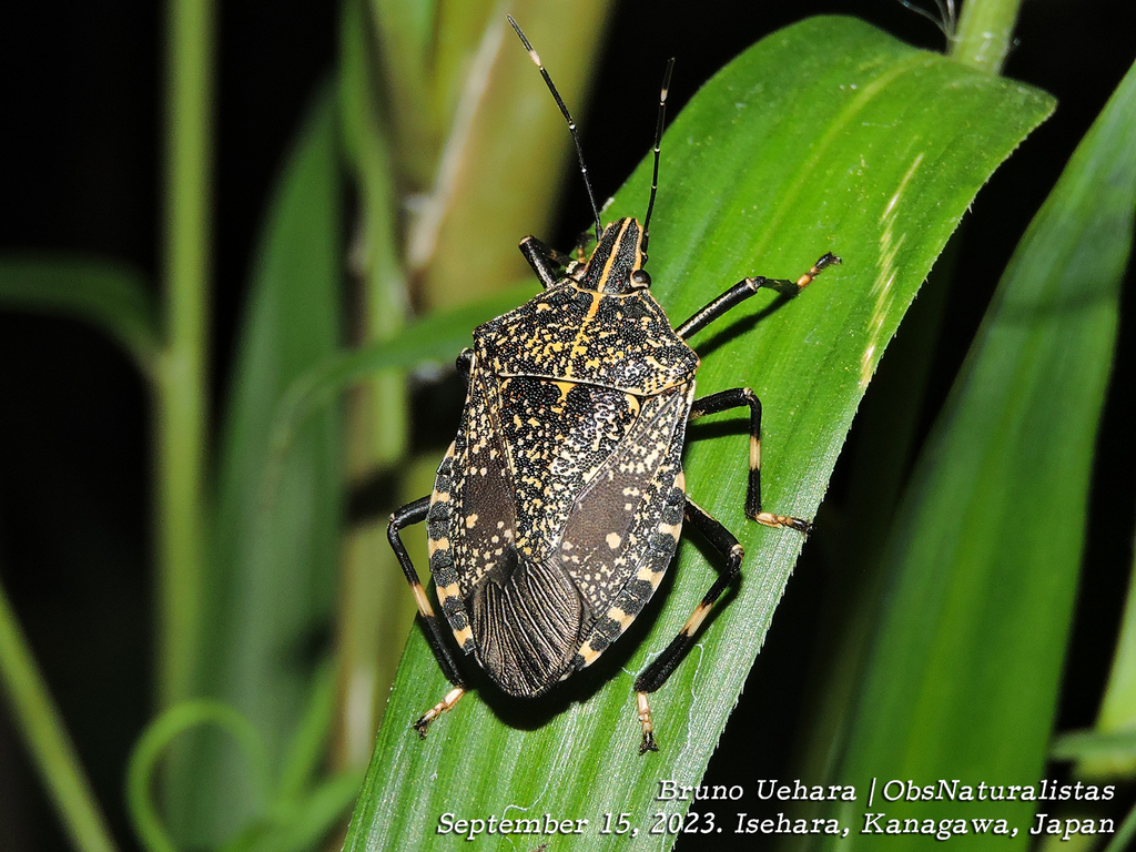 Yellow-spotted Stink Bug from Okazaki, Hiratsuka, Kanagawa 259-1212 ...