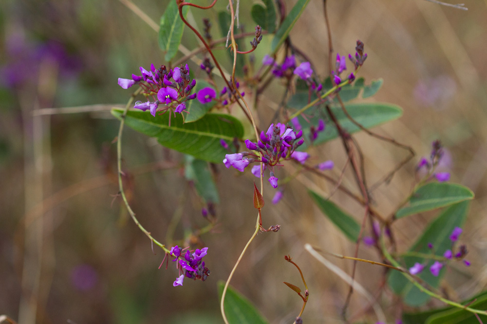 Happy wanderer from Moonbi NSW 2353, Australia on October 8, 2022 at 06 ...