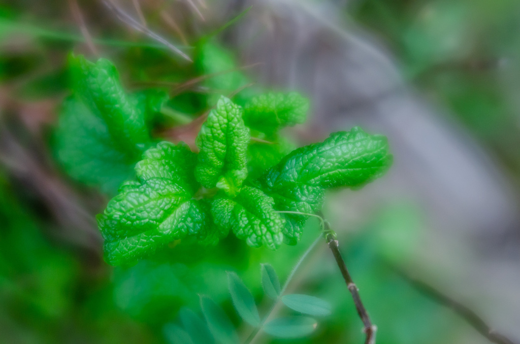 little spurflower from Selby VIC 3159, Australia on September 17, 2023 ...