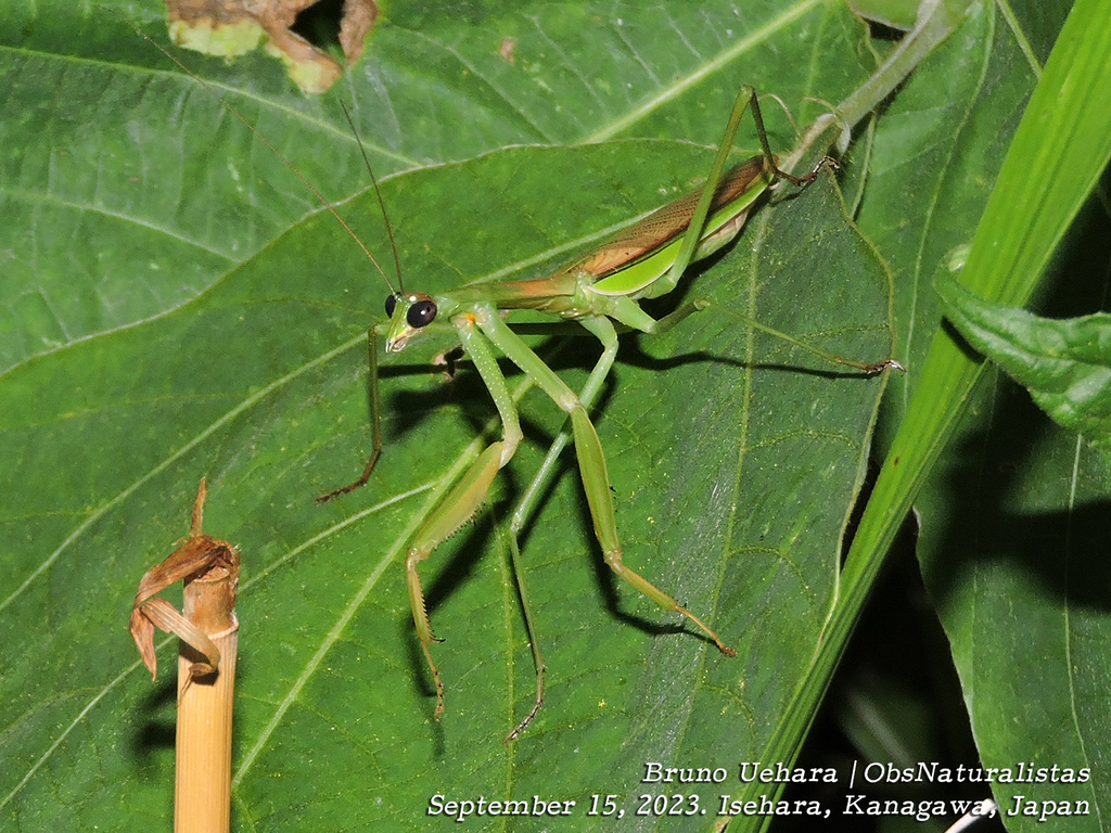 Narrow-winged Mantis from Godo, Isehara, Kanagawa 259-1138, Japão on ...