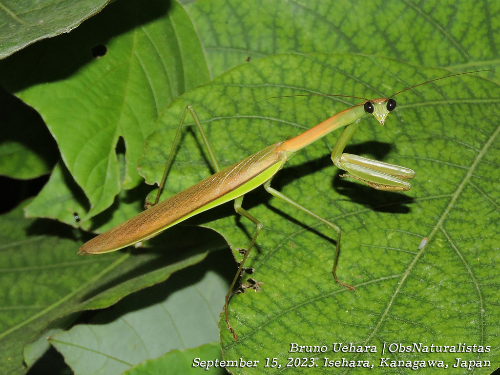 Chinese Mantis from Godo, Isehara, Kanagawa 259-1138, Japão on ...