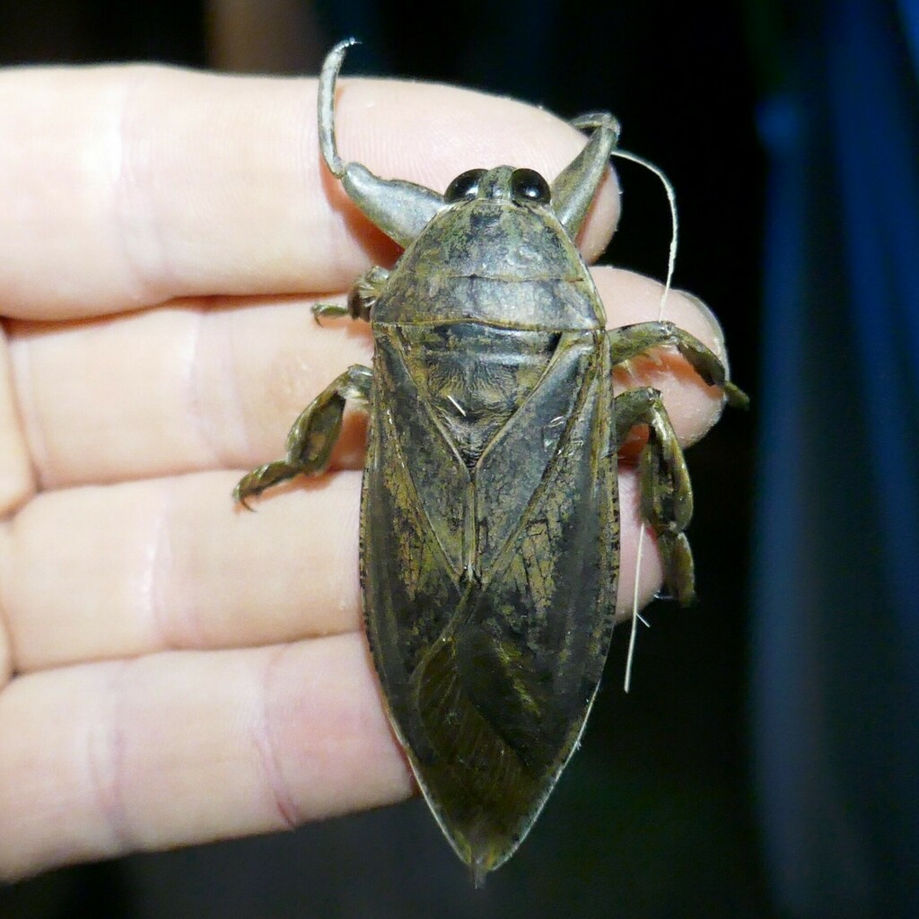 Lethocerus distinctifemur from King Leopold Ranges WA 6728, Australia ...