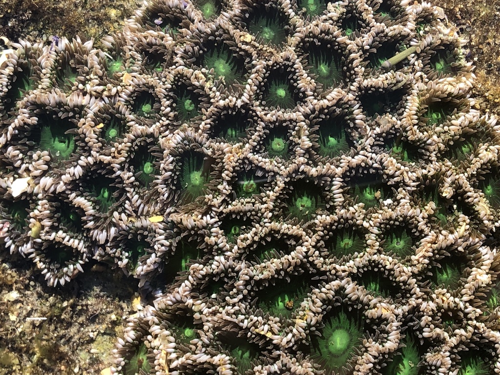 Colonial Anemone from Victoria Tce, Kings Beach, QLD, AU on July 22 ...