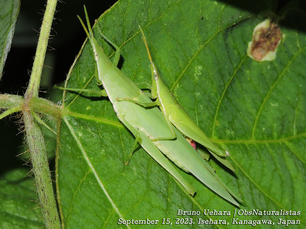 Atractomorpha lata from Godo, Isehara, Kanagawa 259-1138, Japão on ...