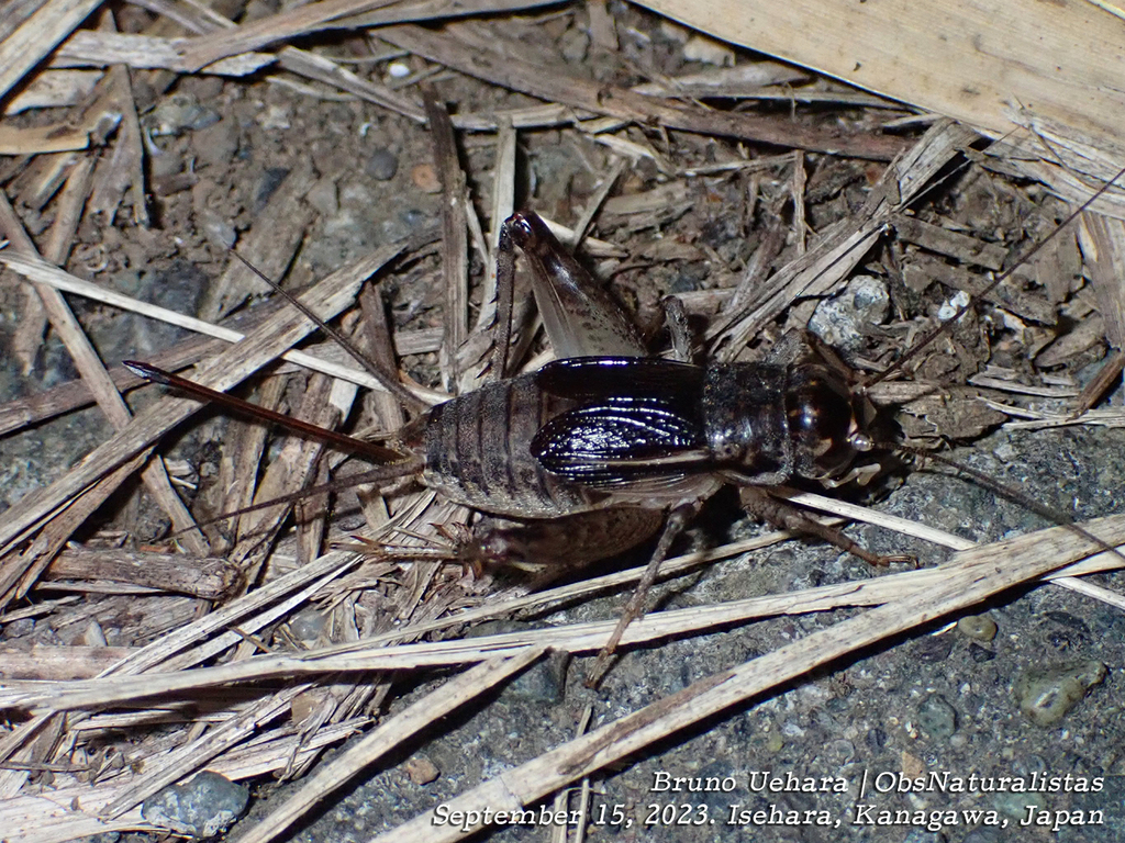Japanese Burrowing Cricket from Okazaki, Hiratsuka, Kanagawa 259-1212 ...