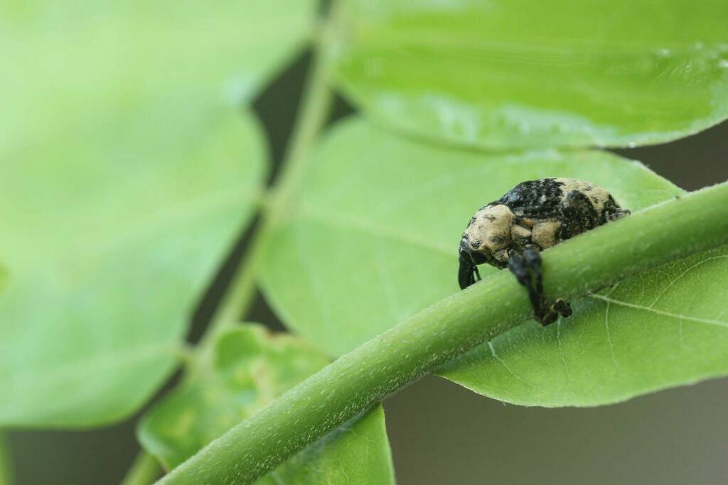 Sternuchopsis trifida from 長池公園 on August 13, 2023 at 09:53 AM by 登坂久雄 ...