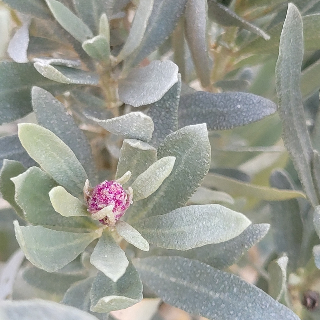 Grey Saltbush from Rosebud Foreshore Playground, Point Nepean Rd ...
