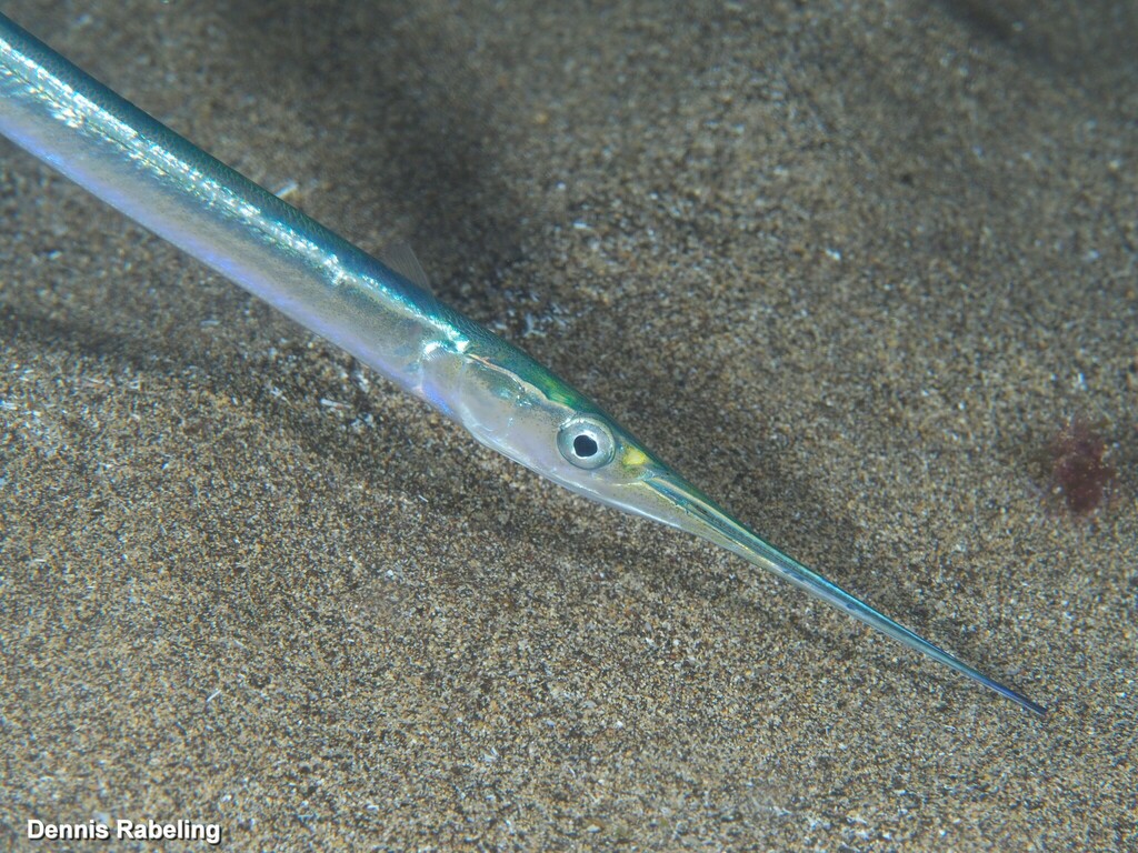 Garfish (Belone belone) - Marine Life Identification